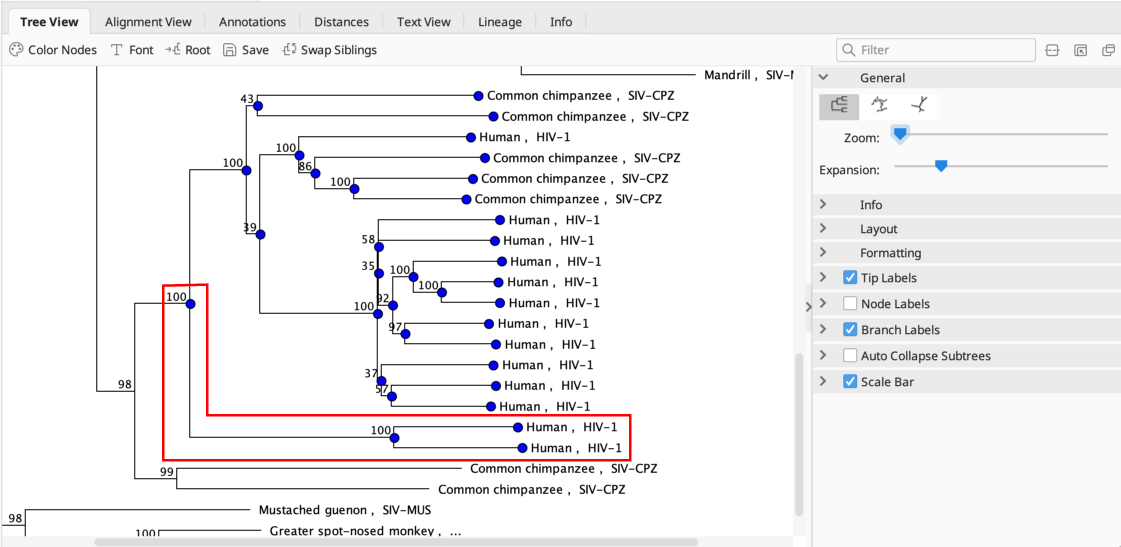Geneious Prime 系統樹の作成